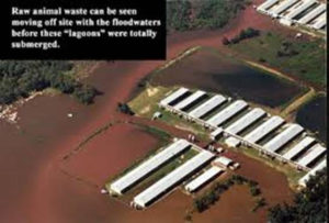 TRANSCEND MEDIA SERVICE » CAFOs in North Carolina and Copper Mines in ...