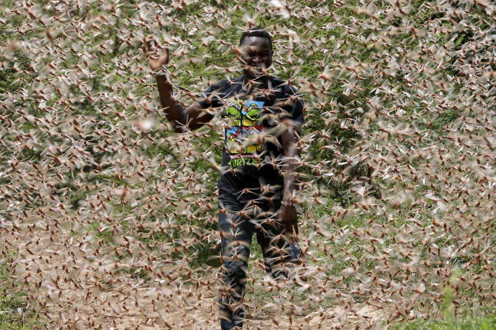 TRANSCEND MEDIA SERVICE » A Locust Plague Hit East Africa–The Pesticide ...