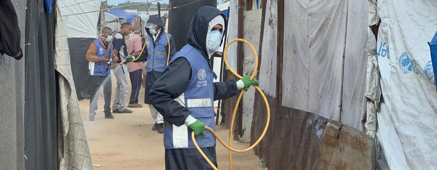 TRANSCEND MEDIA SERVICE » Plague of Rats and Insects Provide Latest ...